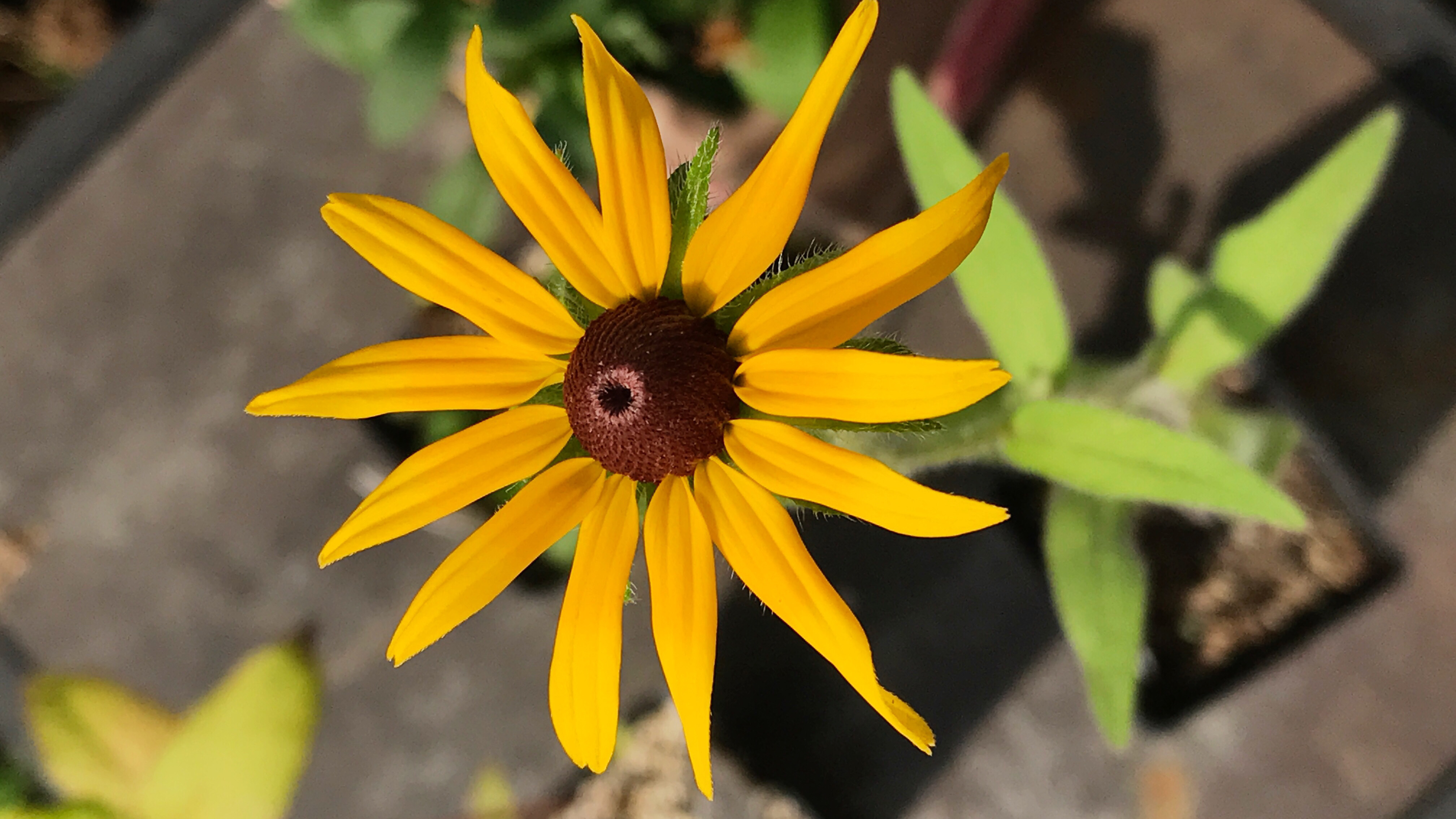 Welcome to the Beginning - My Praying Mantis! - Southern Sunflower Diaries