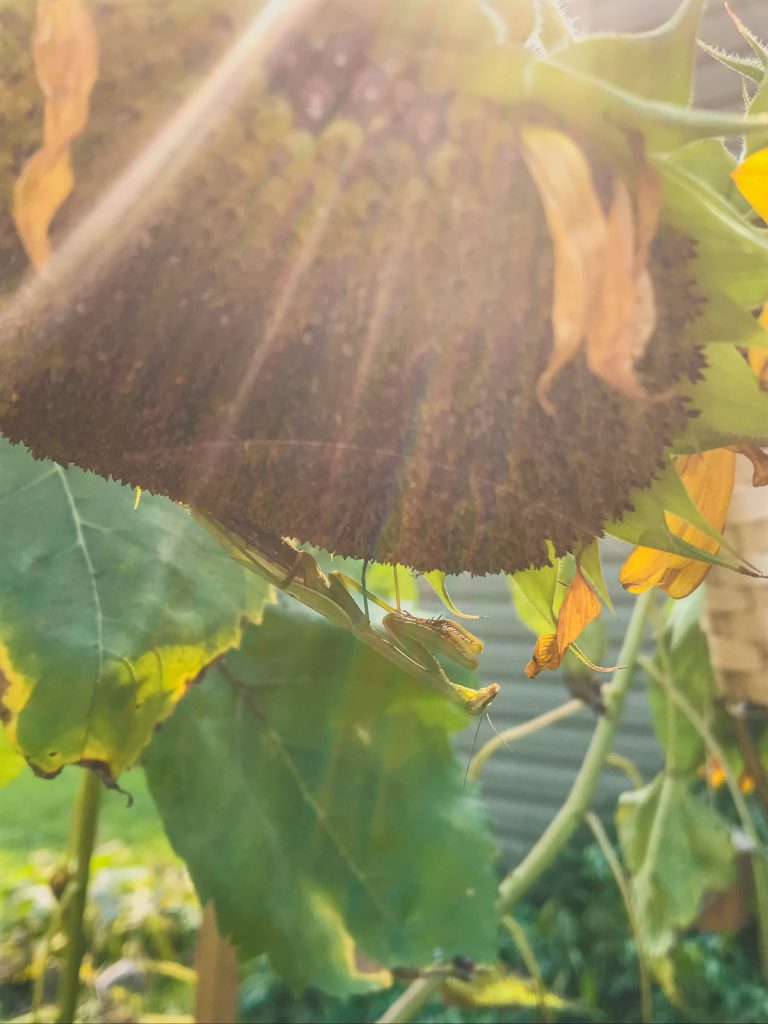 Depression, Anxiety, PTSD and Mama Mantis - Southern Sunflower Diaries
